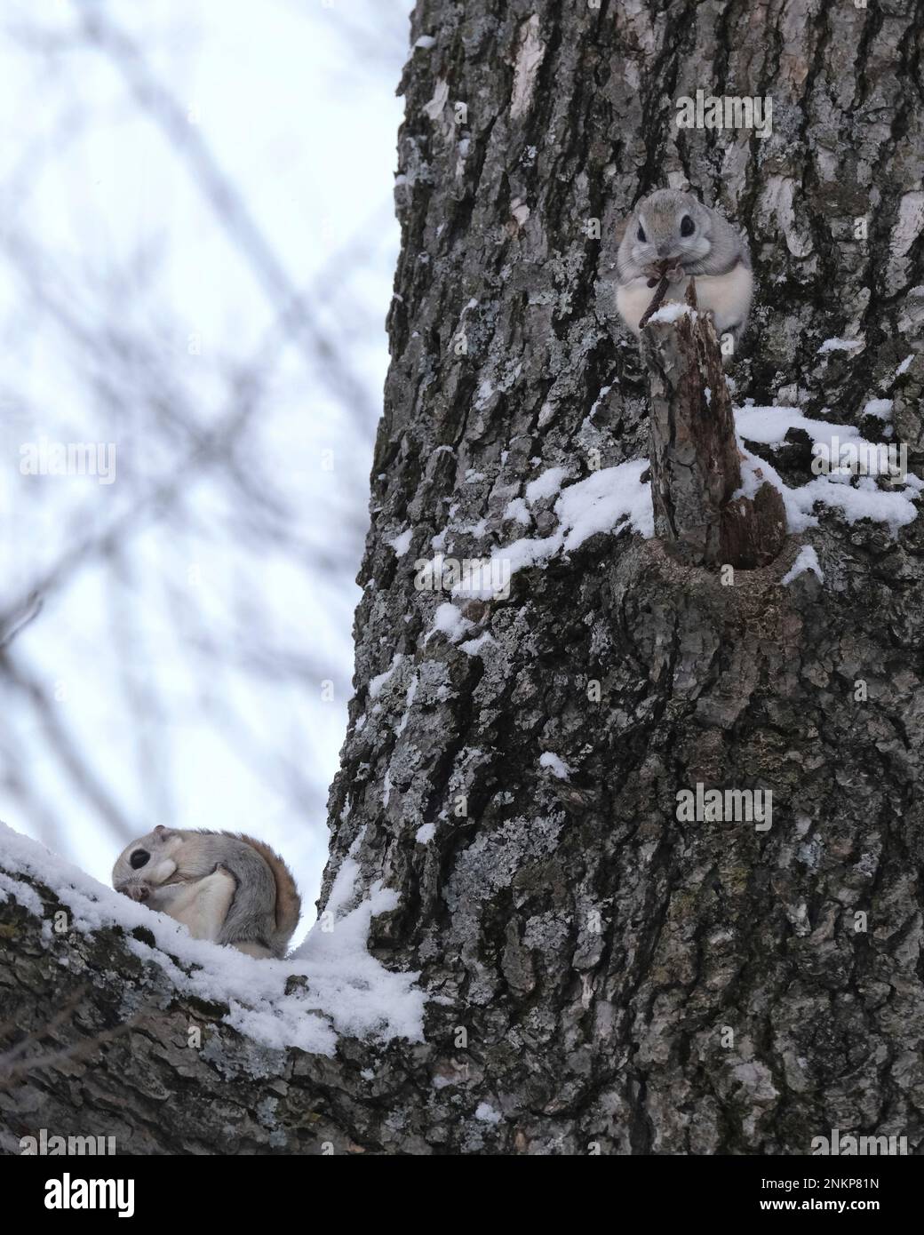 Ezo momonga, known as Siberian flying squirrel spot in the woods in ...