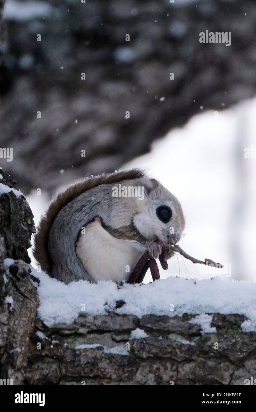 Ezo momonga, known as Siberian flying squirrel eats food in the woods ...
