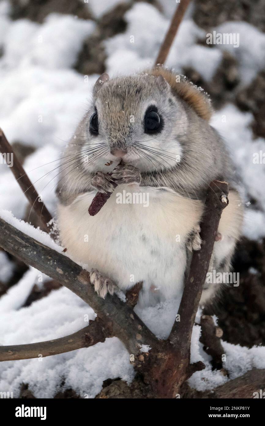 Ezo momonga, known as Siberian flying squirrel eats food in the woods ...