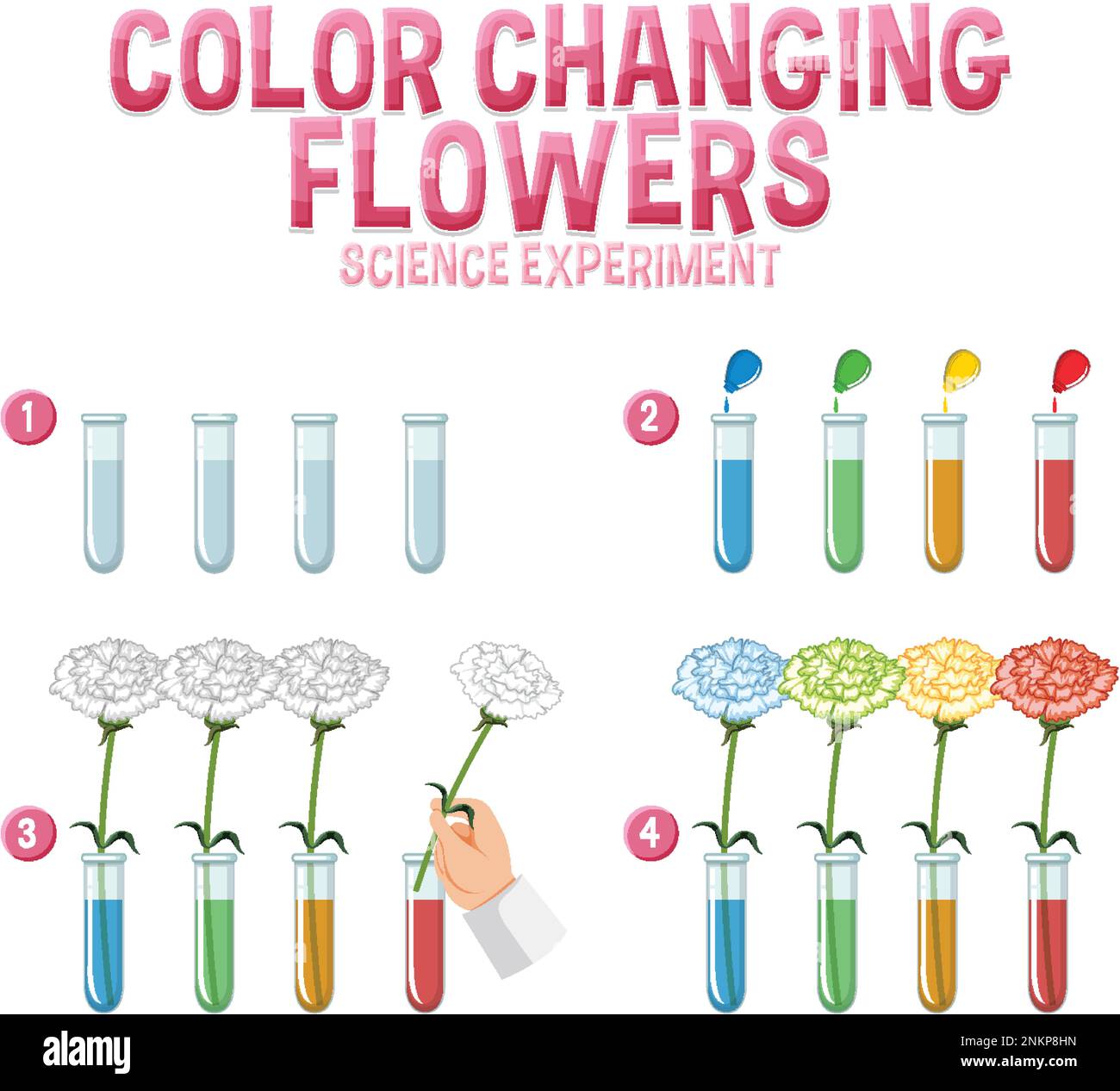 Color changing flowers science experiment illustration Stock Vector ...