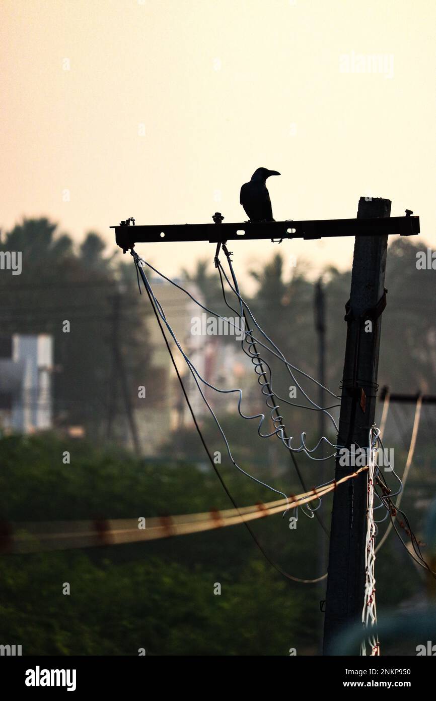 Silhouette photograph of a Crow sitting on the electricity pole ...