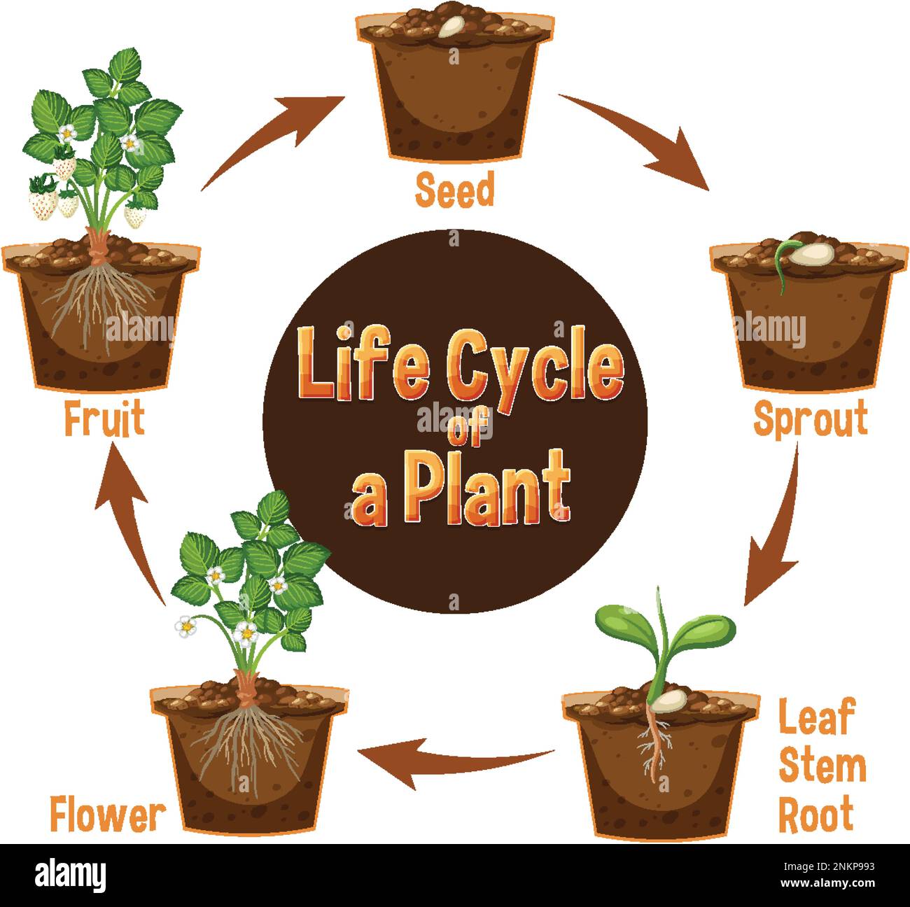 Life cycle of a plant diagram illustration Stock Vector Image & Art - Alamy