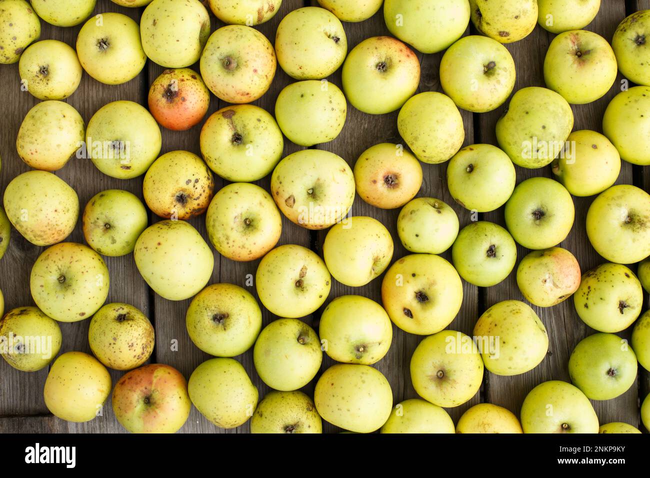 Many Fresh green apples background. harvest concept Stock Photo - Alamy