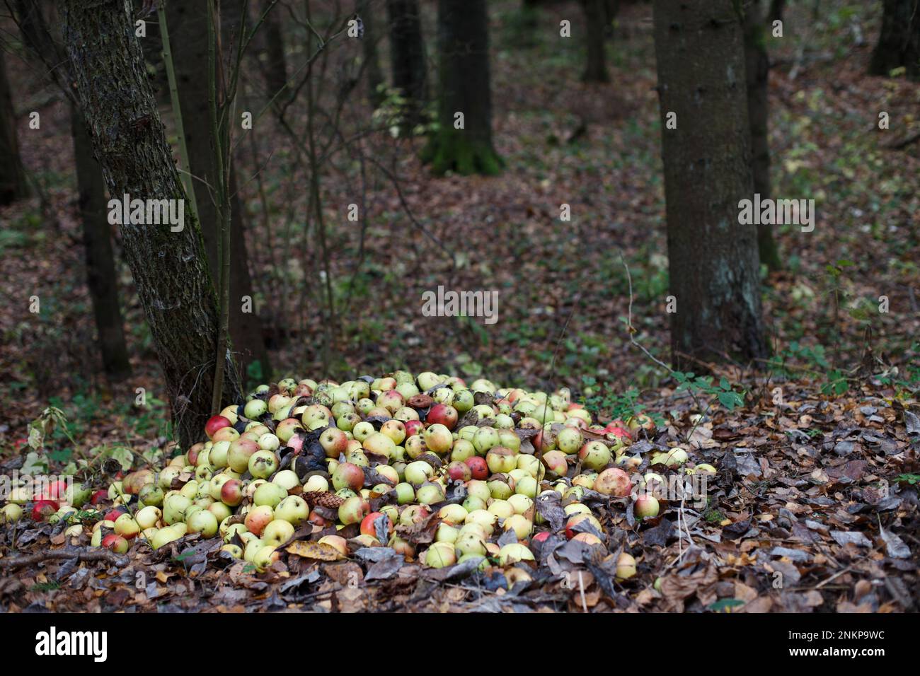 Stack with damaged apples. Garden and food waste, compost. Pile of ...