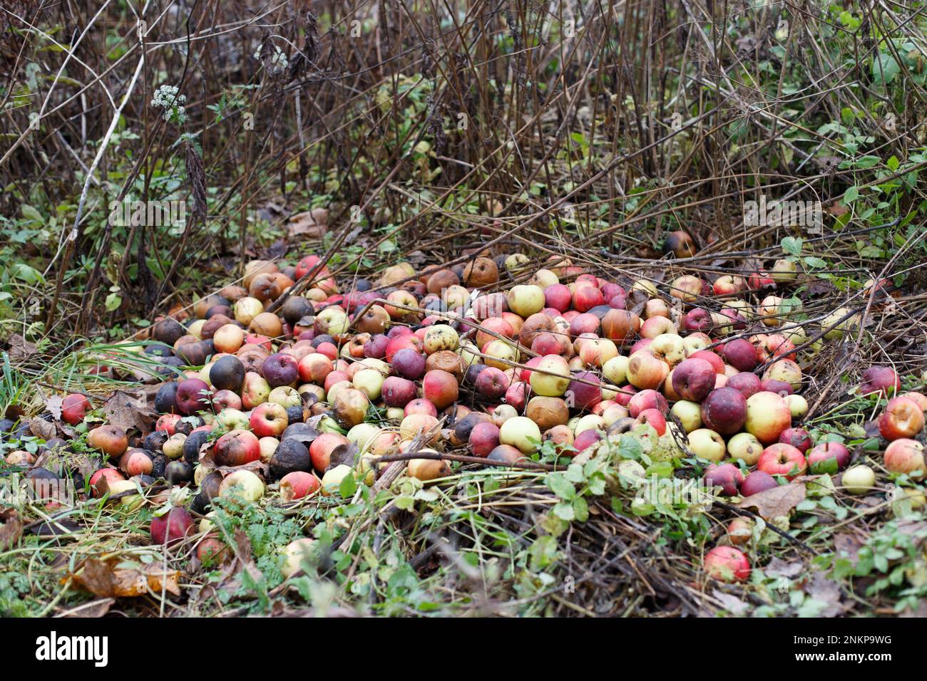 Stack with damaged apples. Garden and food waste, compost. Pile of ...