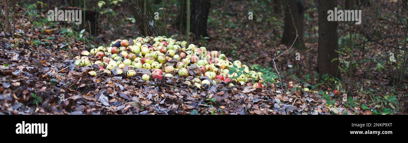Stack with damaged apples. Garden and food waste, compost. Pile of ...