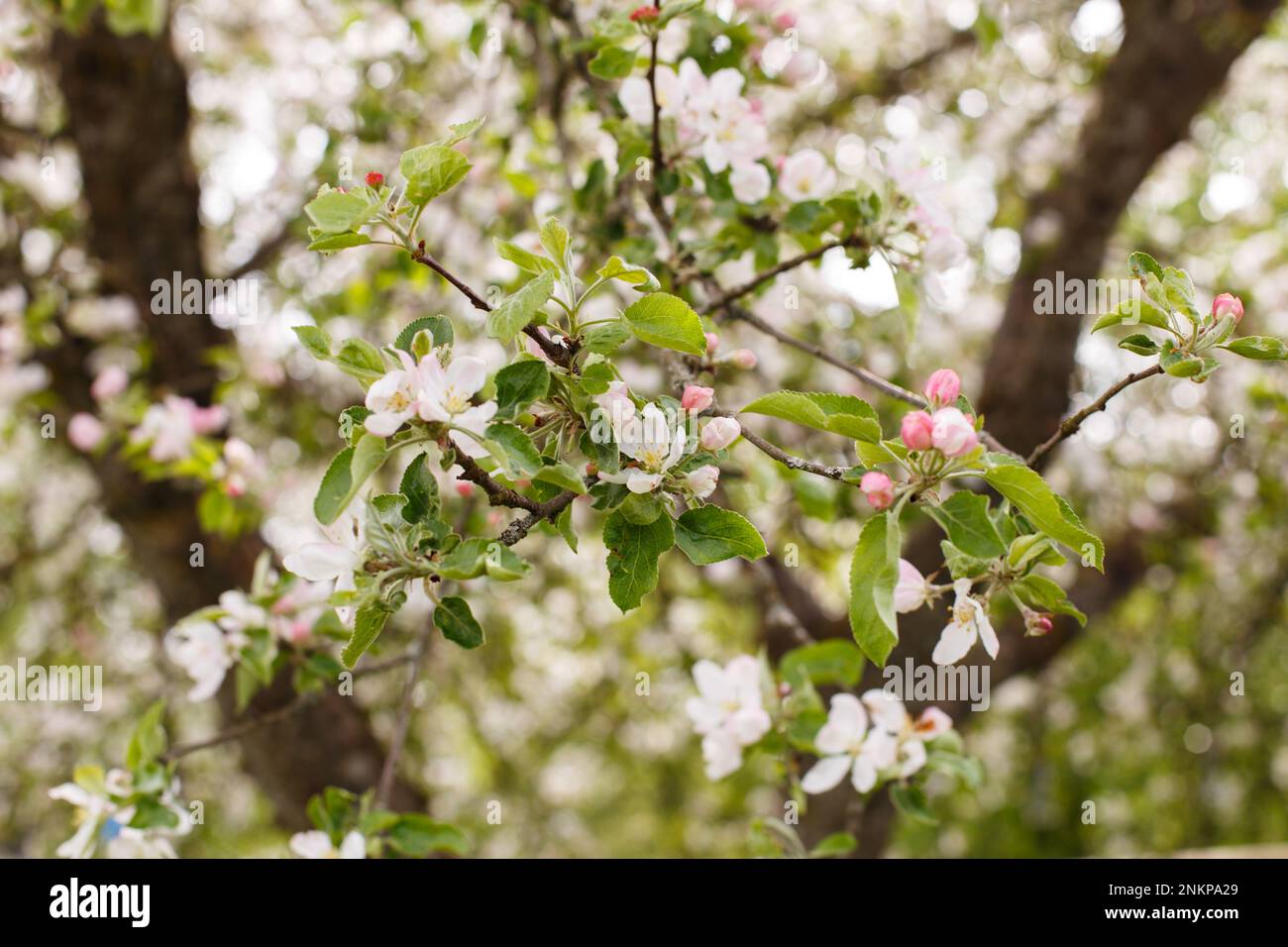 apple branch of a flowering tree. tree in bloom Stock Photo - Alamy