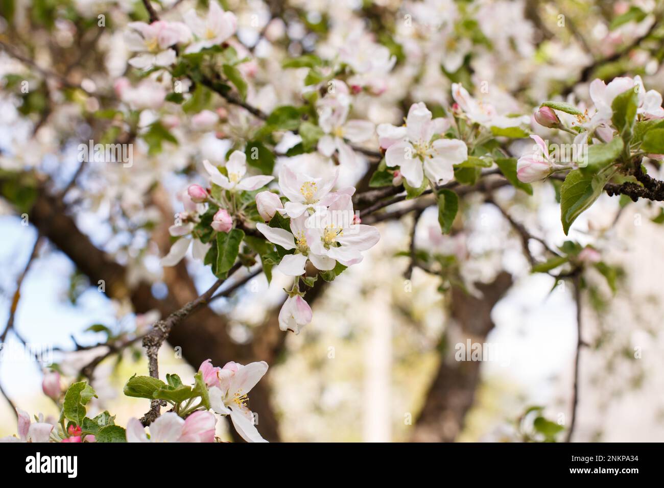 apple branch of a flowering tree. tree in bloom background Stock Photo ...