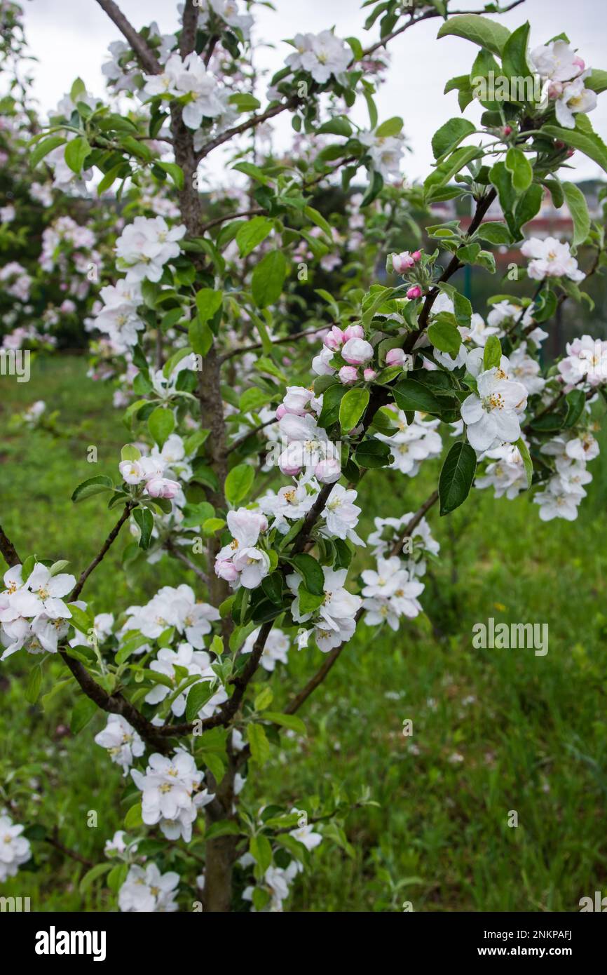 apple tree blooms in spring, the garden will bear fruit Stock Photo - Alamy