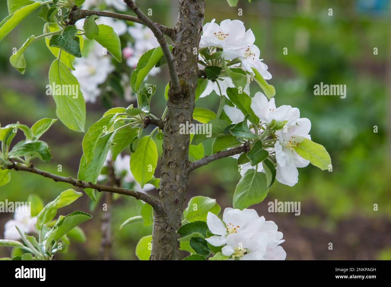 apple tree blooms in spring, the garden will bear fruit Stock Photo - Alamy