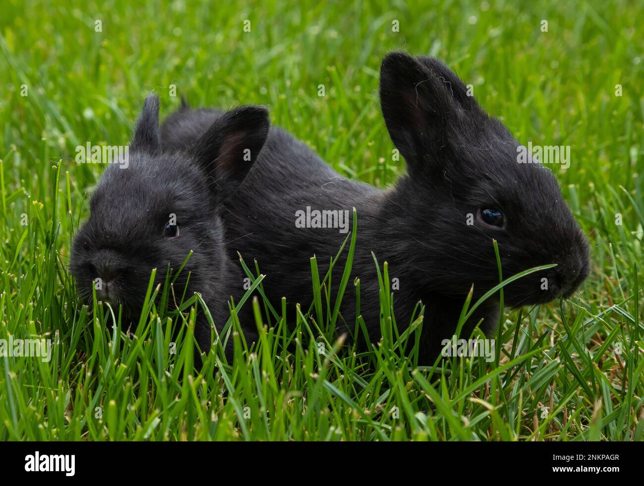 Green fluffy young grass in hi-res stock photography and images - Alamy