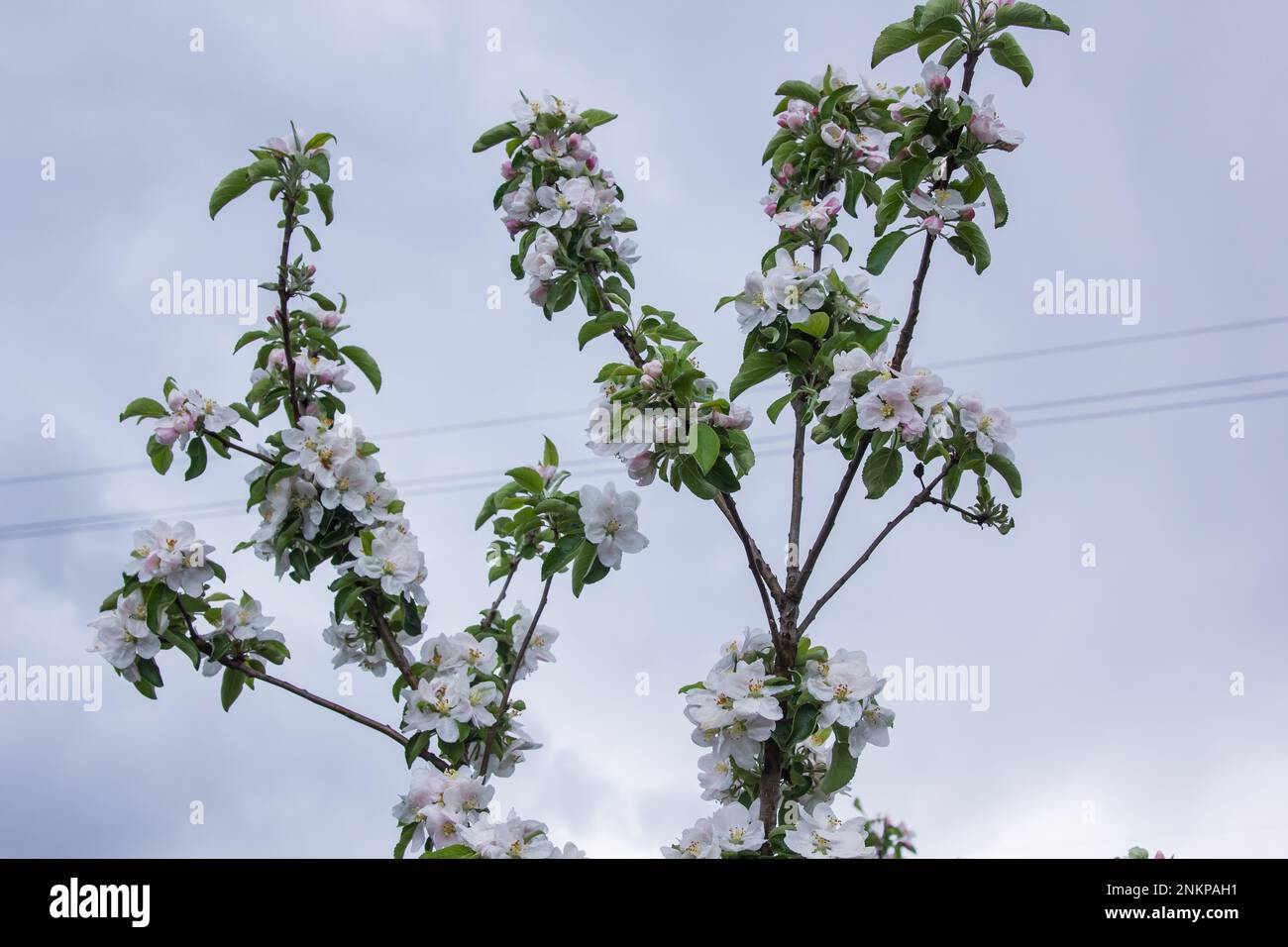 apple tree blooms in spring, the garden will bear fruit Stock Photo - Alamy