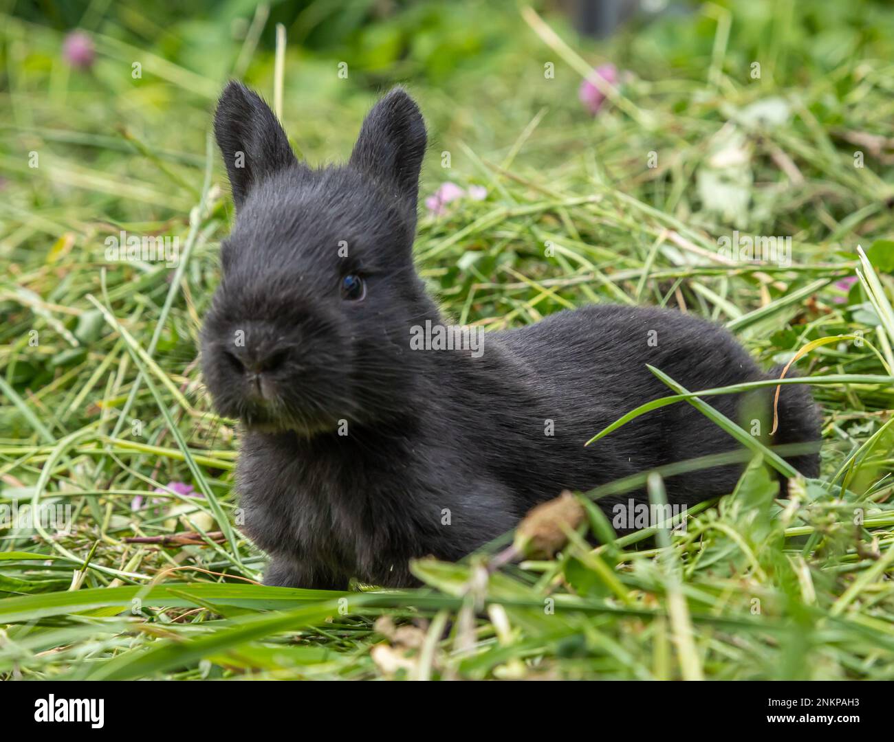 little black rabbits in the green grass Stock Photo - Alamy