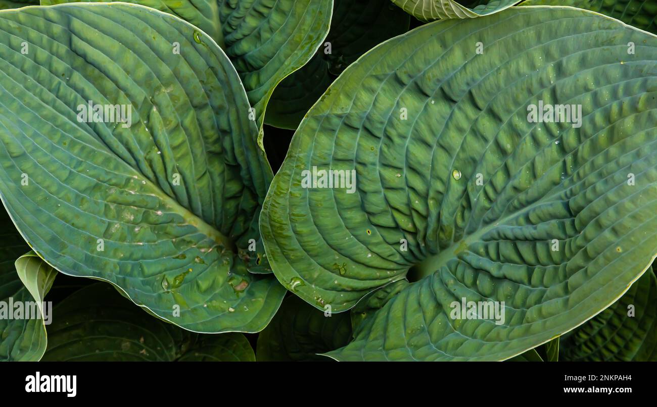 green leaves of plants in the garden. texture Stock Photo - Alamy