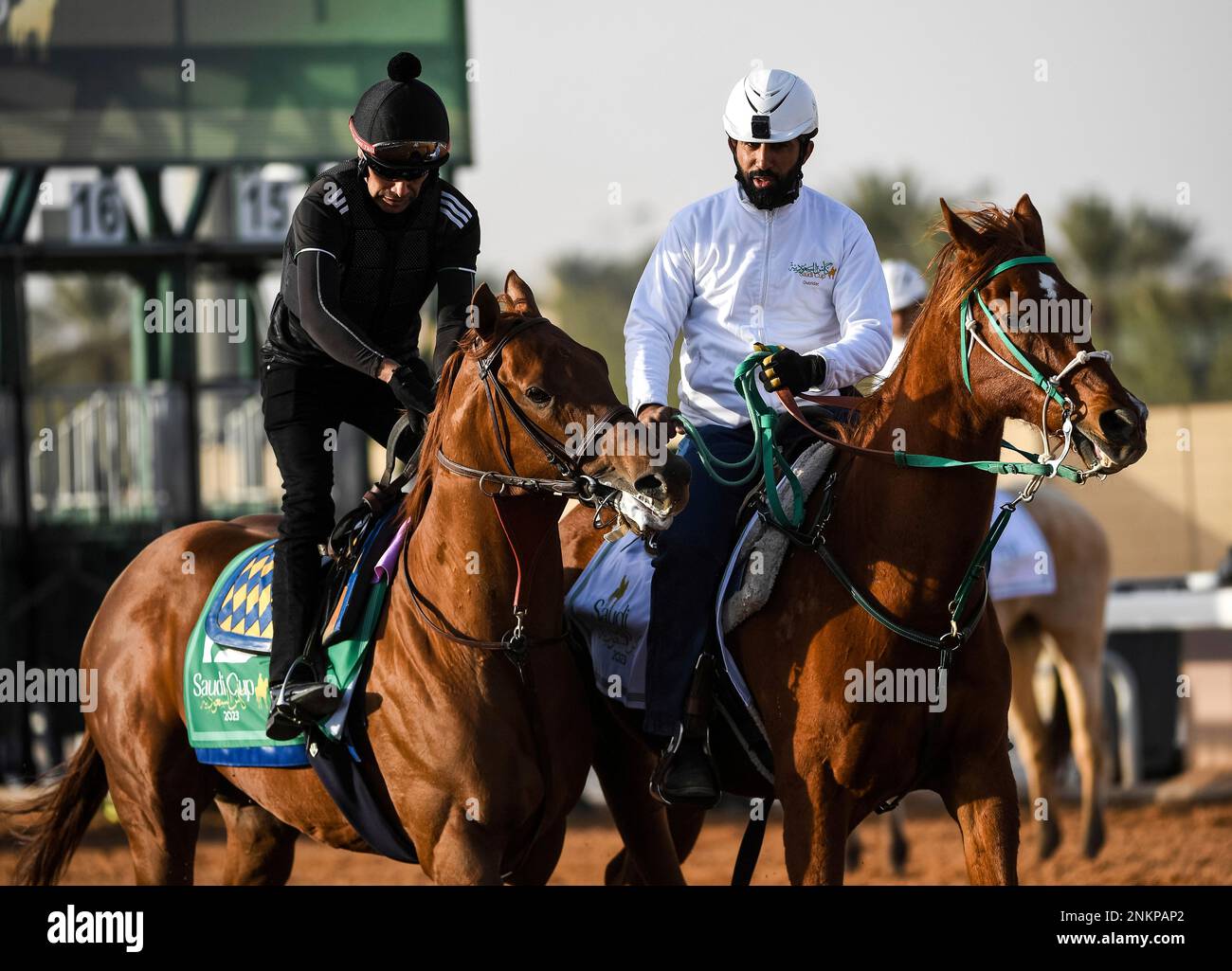 The Saudi Cup contender Taiba is led to the morning track work at the ...