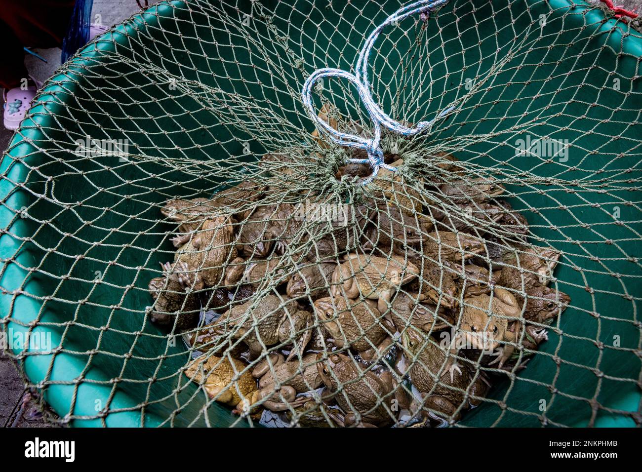 Lad Krabang, Thailand, 24/02/2023, A bucket of frogs is seen for sale ...