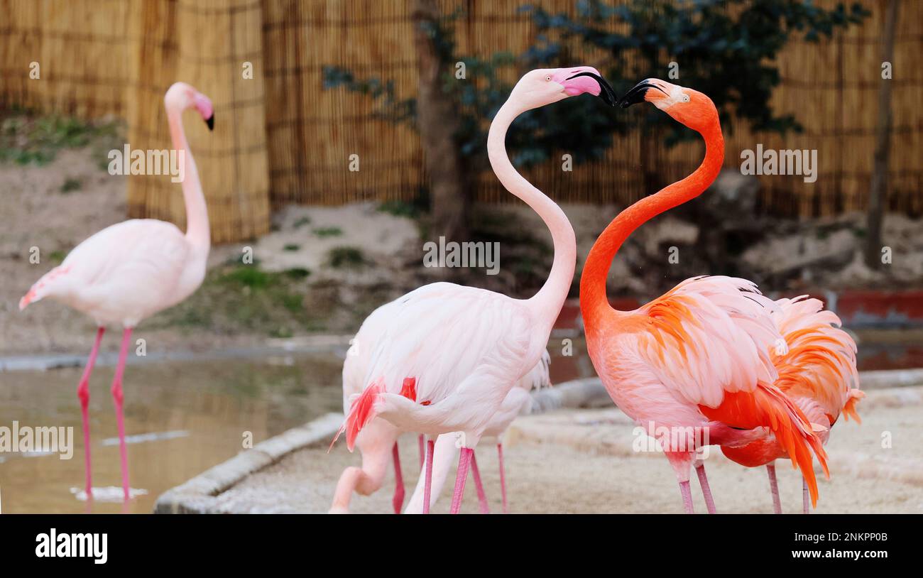 A picture shows American Greater Flamingoes at Kobe Oji Zoo in Kobe ...
