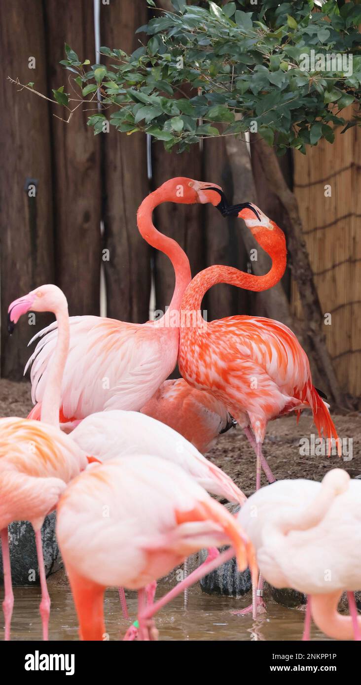 A picture shows American Greater Flamingoes at Kobe Oji Zoo in Kobe ...
