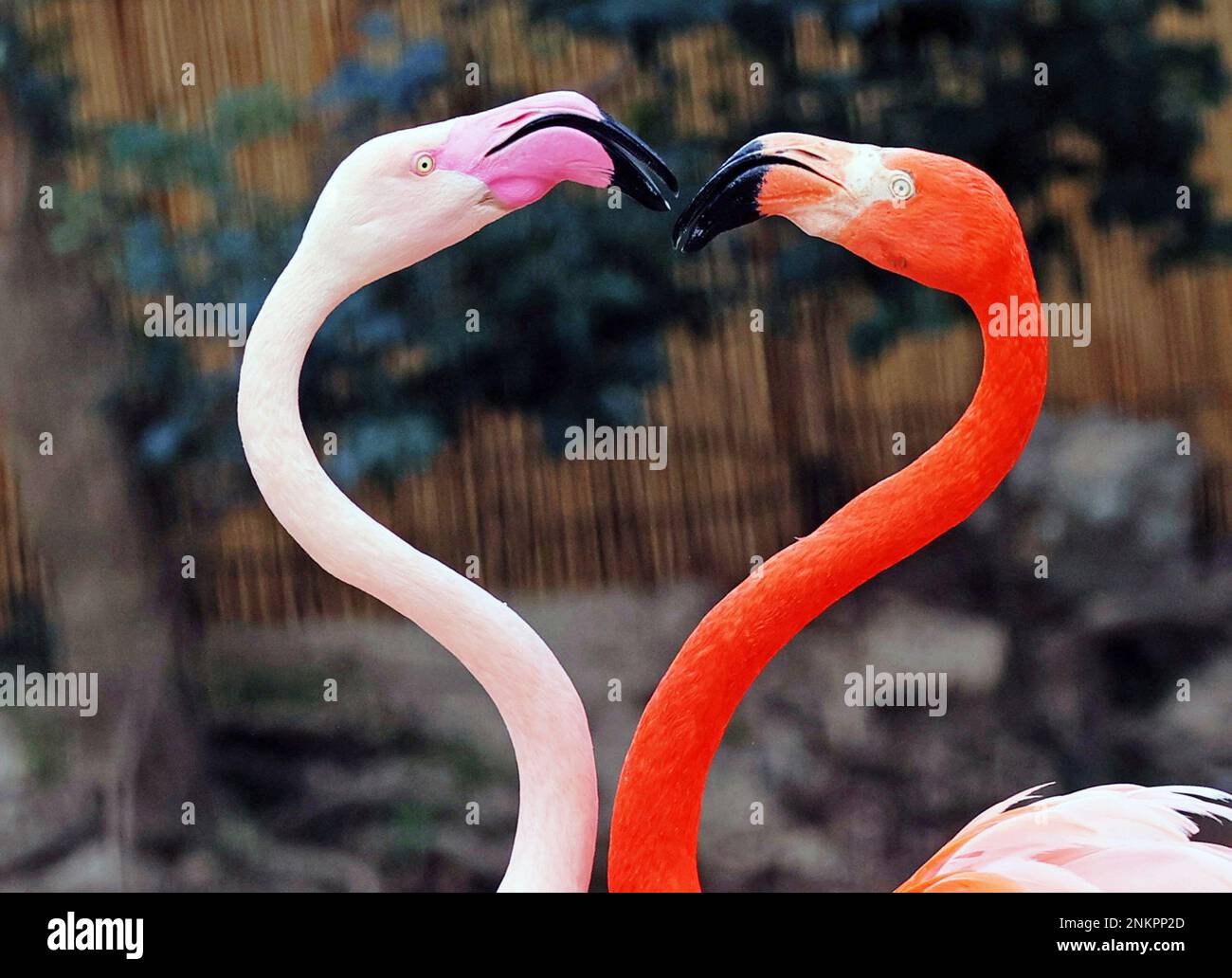 A picture shows American Greater Flamingoes at Kobe Oji Zoo in Kobe ...