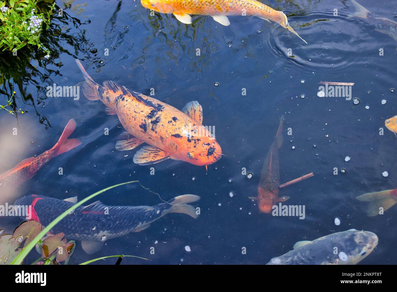 Full body close up of golden koi carp in dark blue pond Stock Photo - Alamy
