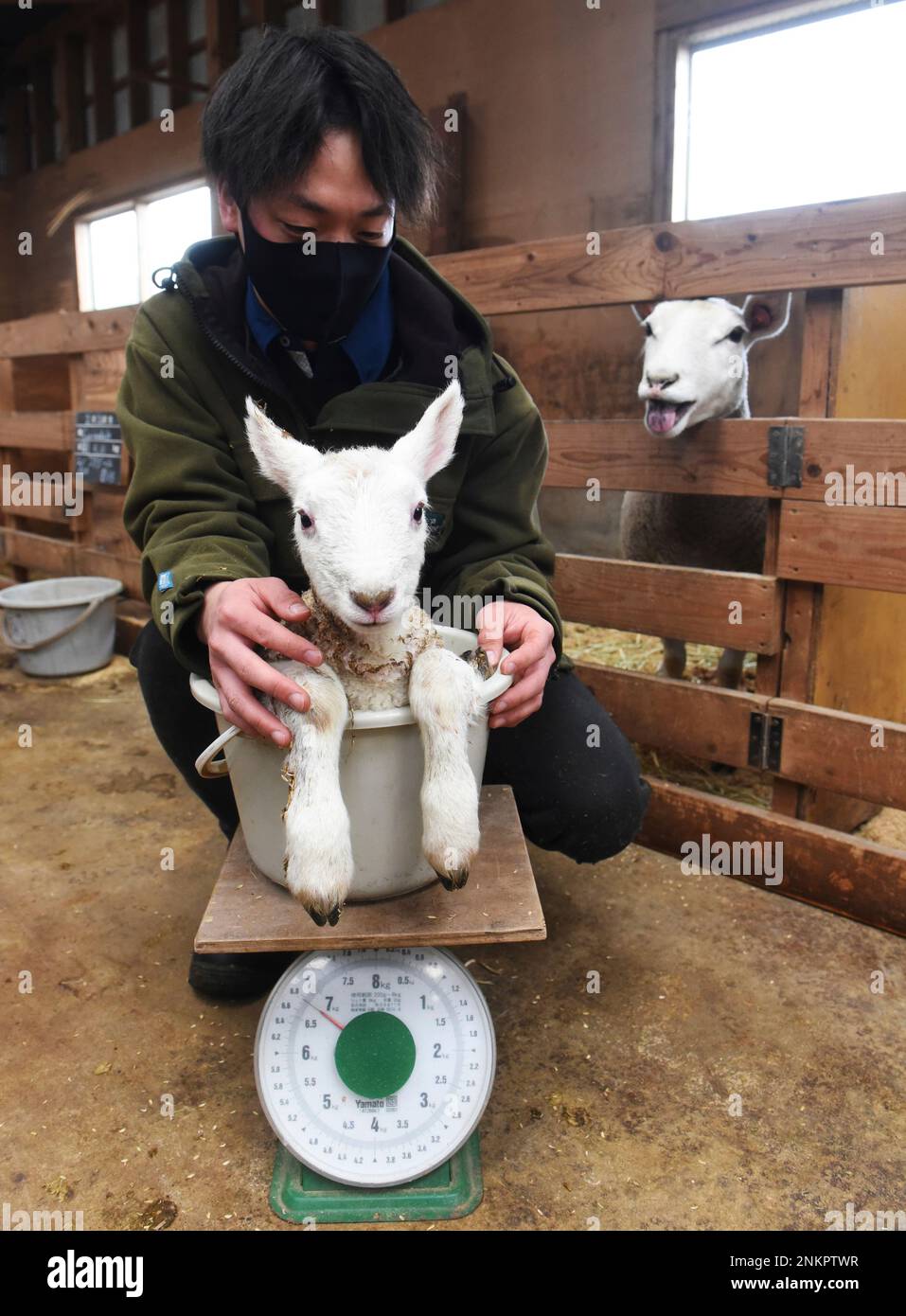 A baby sheep (lamb) is weighed while being watched by her mother's ...
