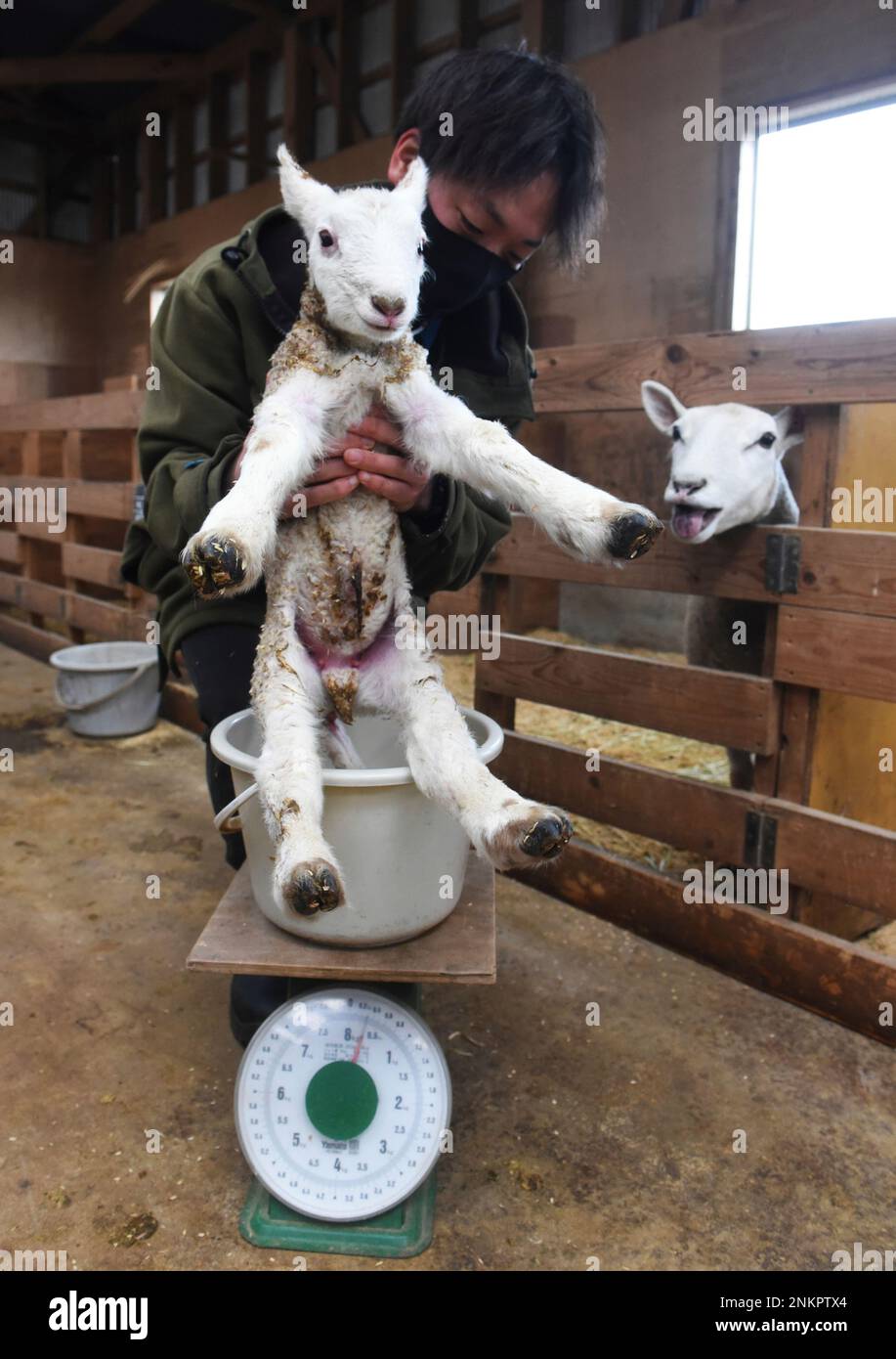 A baby sheep (lamb) is weighed while being watched by her mother's ...