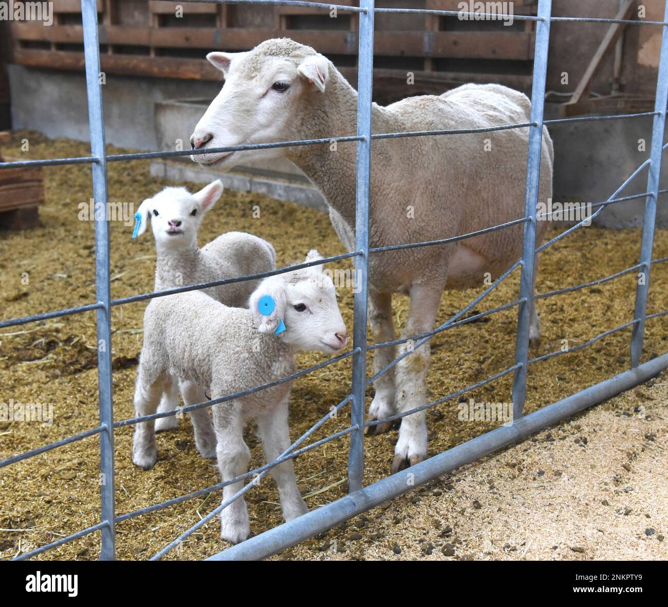 Baby sheeps (lambs) are seen with their mother's sheep during the ...