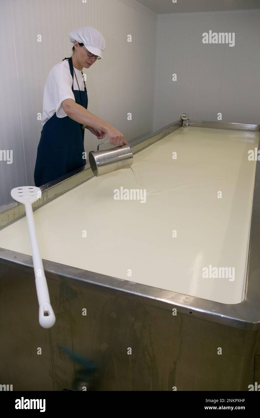 Stichelton Raw Milk Blue Cheese production Stock Photo - Alamy