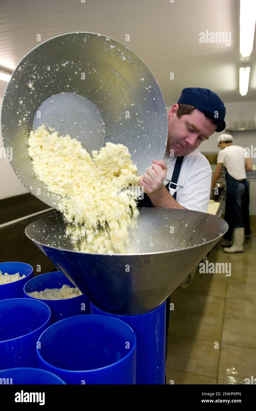 Stichelton Raw Milk Blue Cheese production Stock Photo - Alamy