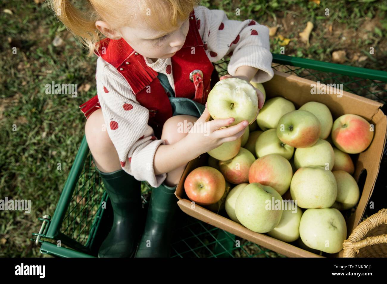 Girl sitting by crate of freshly picked apples holding apple with bites ...