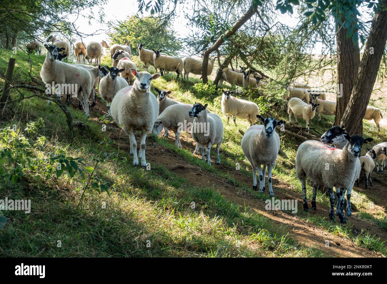 Flock of sheep standing on sloping grassy bank amongst trees in small ...