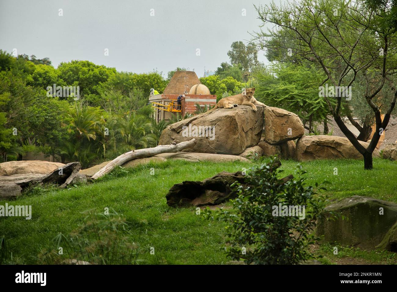 Long distance shot of a lioness lying on a rock in a grassland with ...
