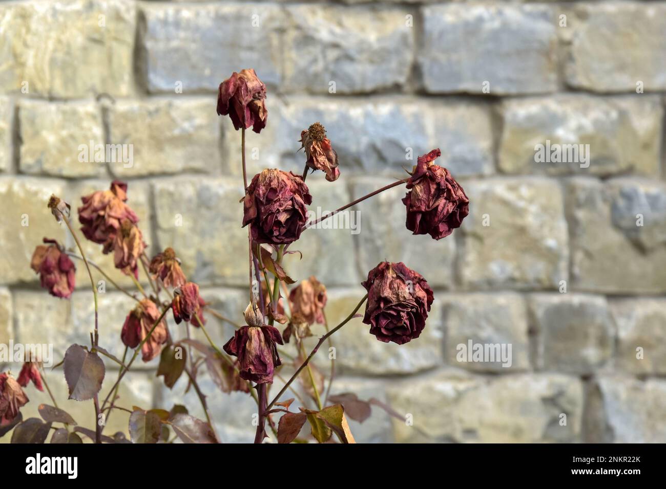 Bush of withered and dried roses with flowers hanging down on ...