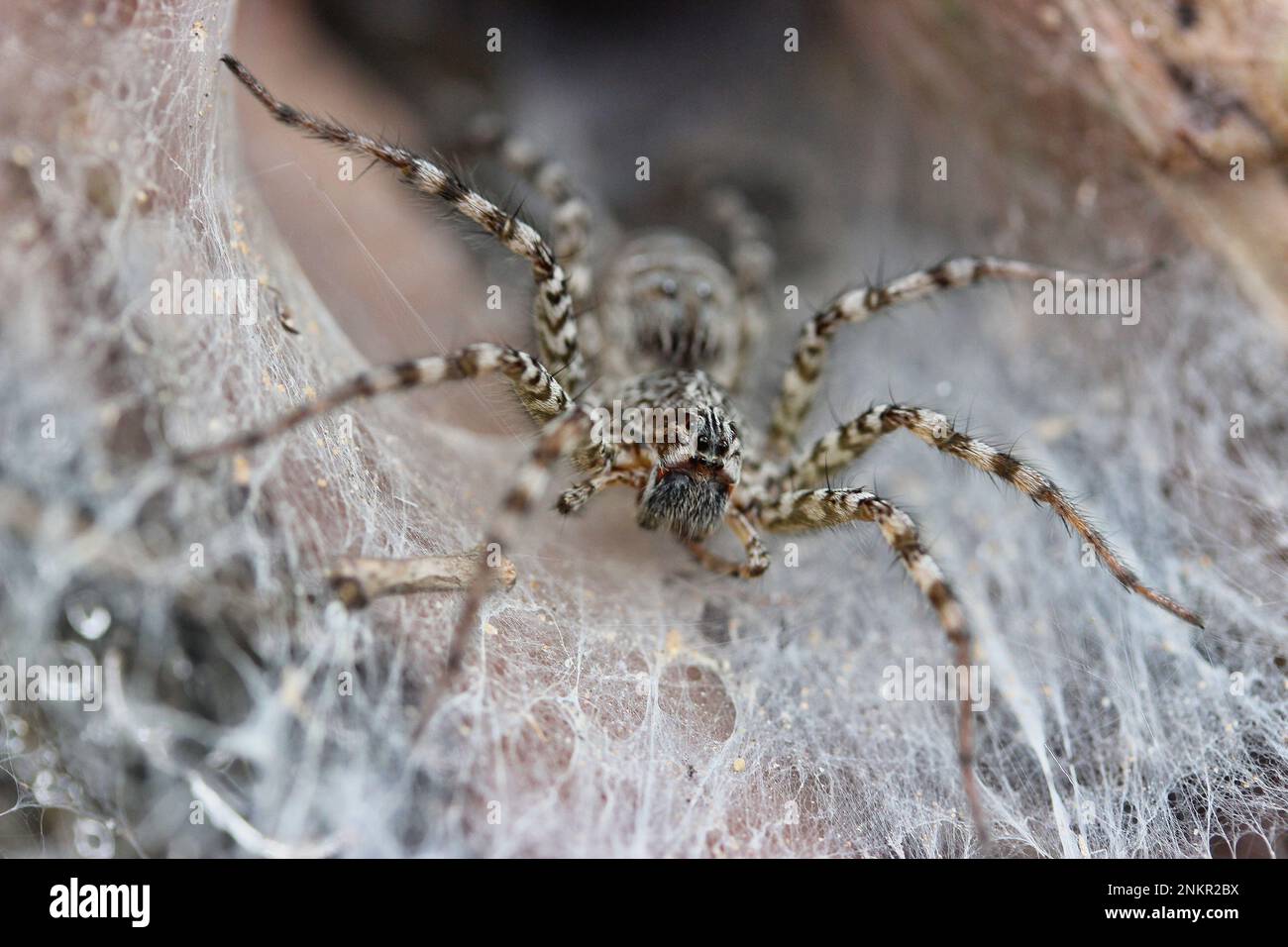 Full body macro image of a Vietnamese funnel web spider in its nest of ...