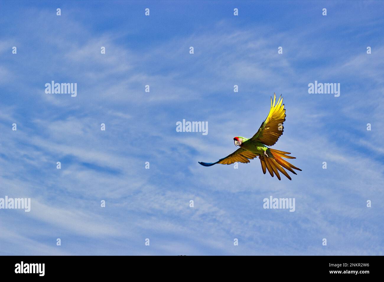 Golden macaw hi-res stock photography and images - Alamy