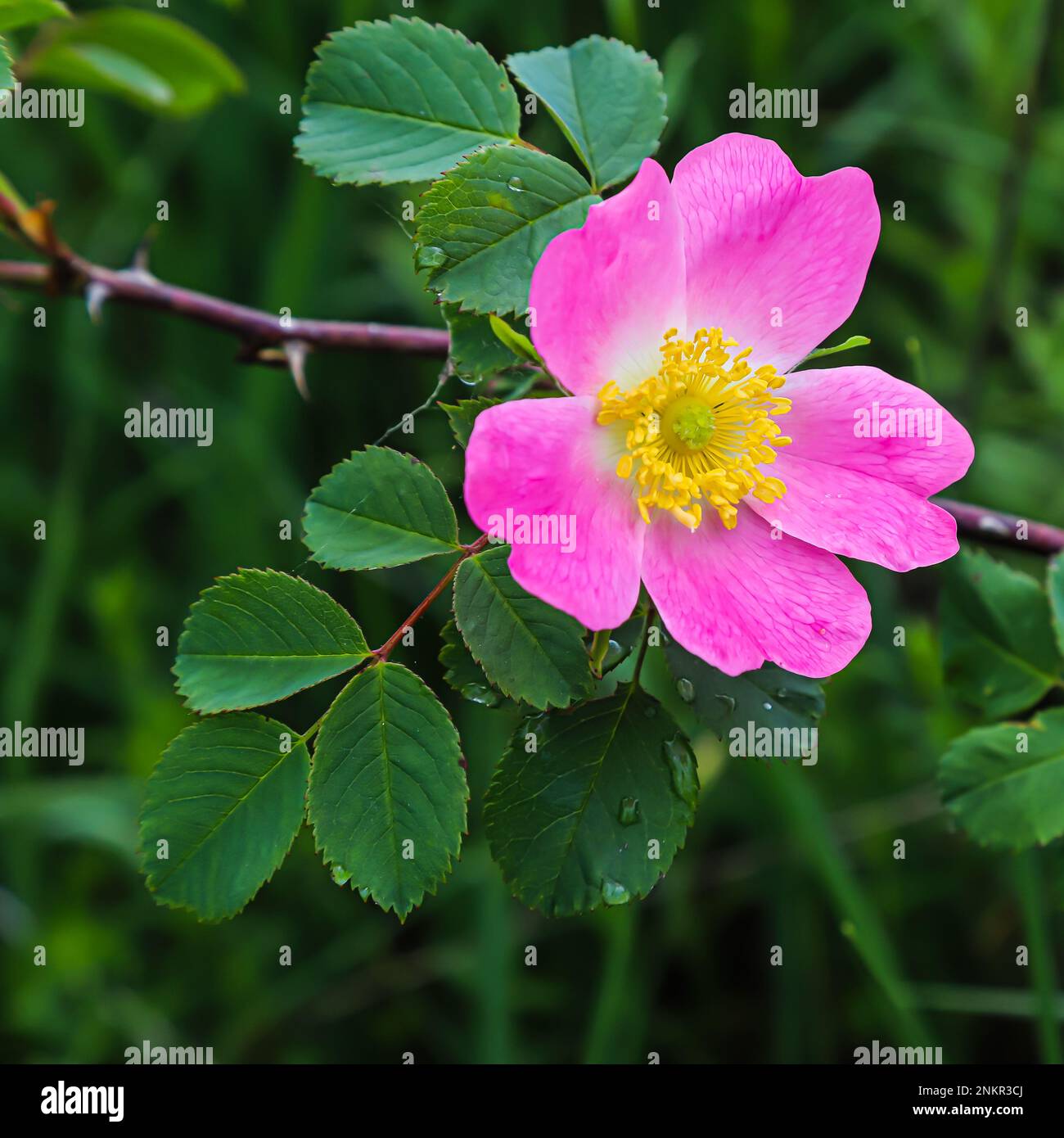 rose hip flower in natural environment close up Stock Photo - Alamy