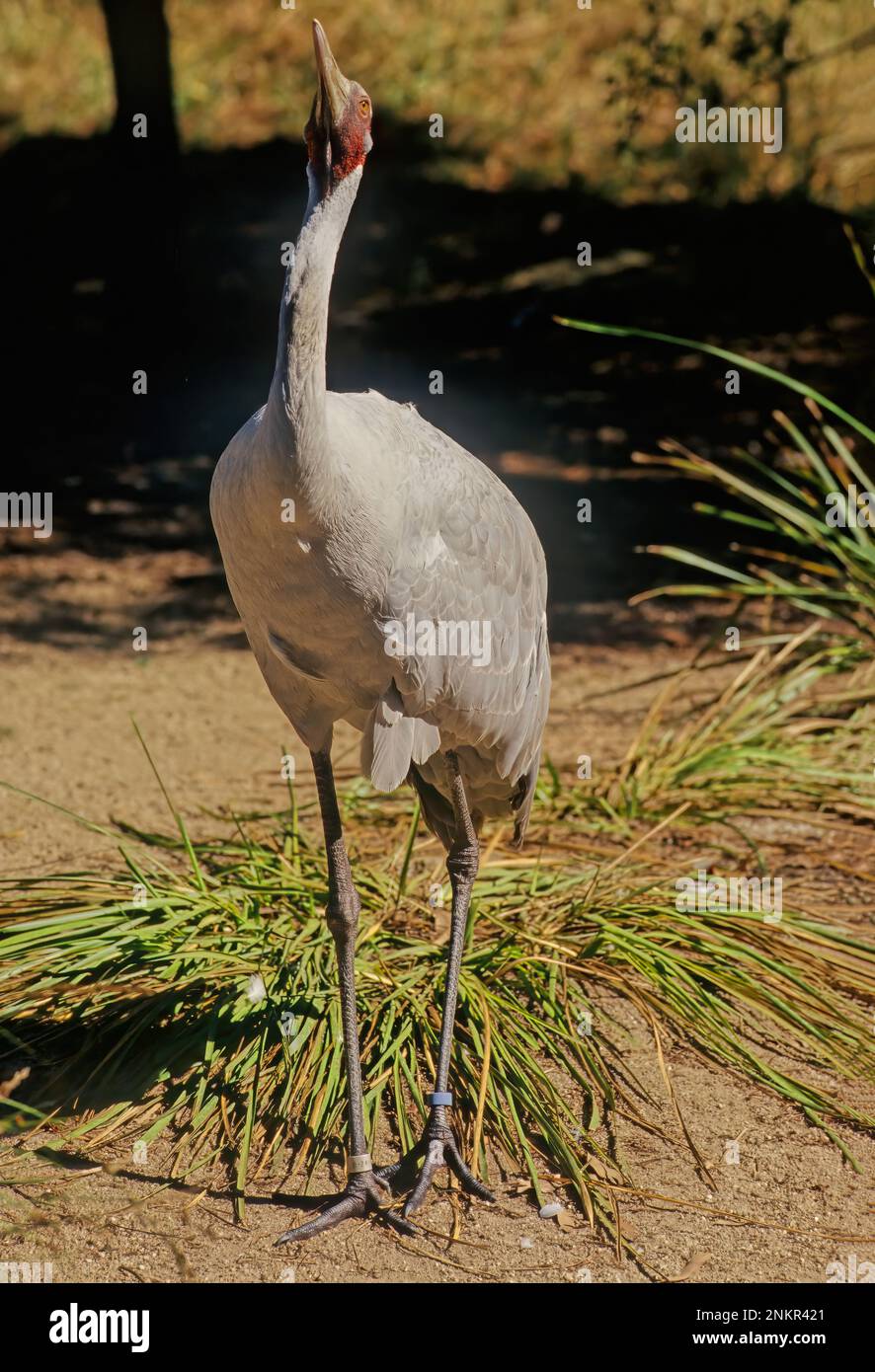 The brolga (Antigone rubicunda), formerly known as the native companion ...