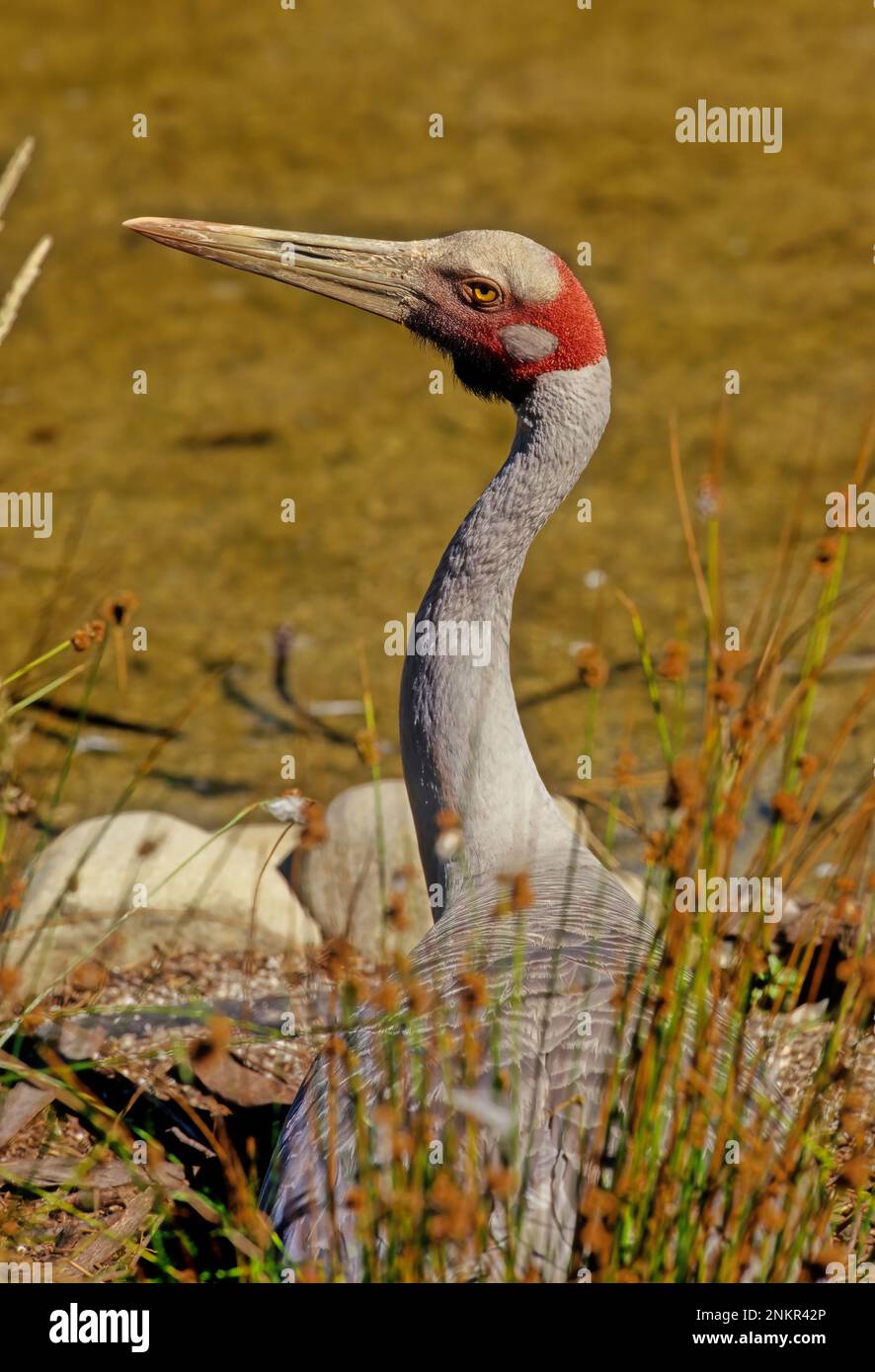 The brolga (Antigone rubicunda), formerly known as the native companion ...