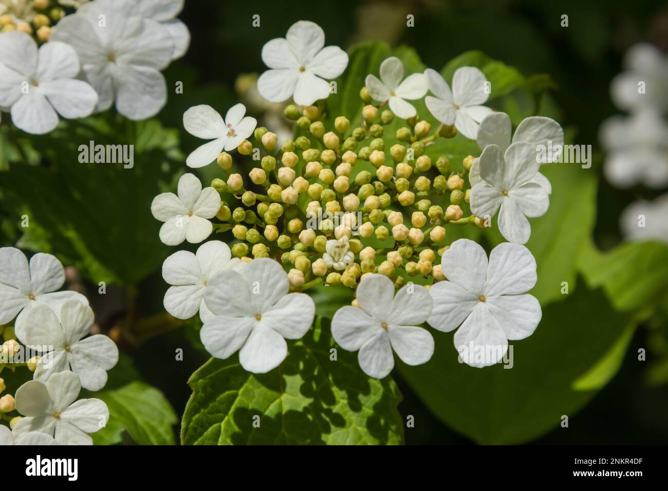 Viburnum flower with green leaves on sky background in sunny weather ...