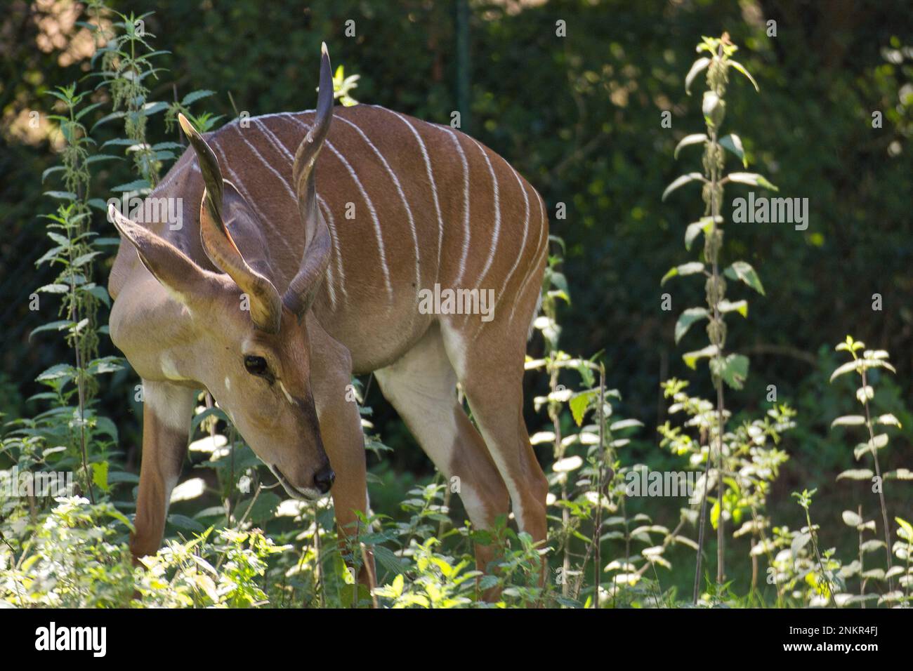 Full-body close-up of an antelope in a lightlit grassland, foreground ...