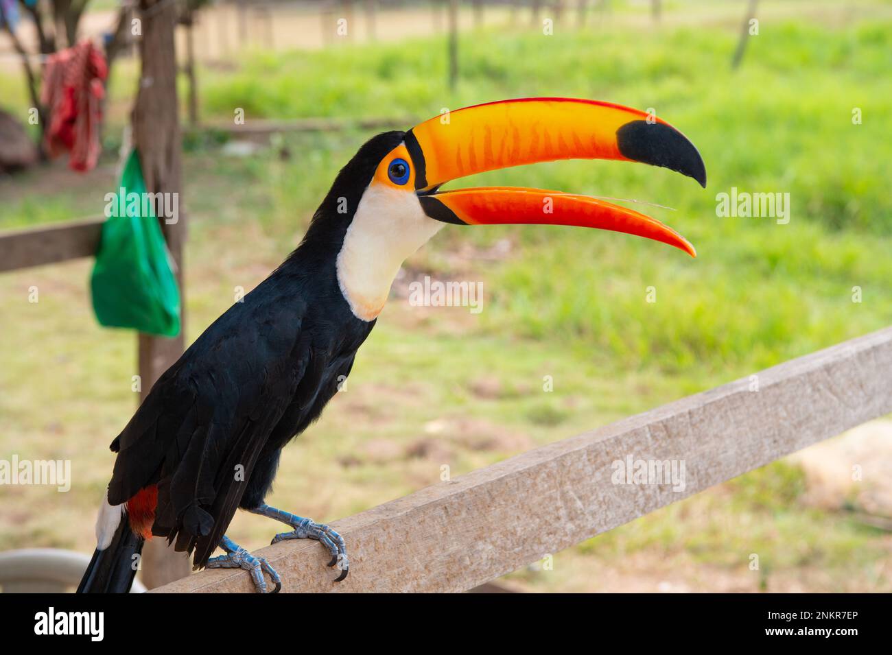 side view photo of toucan in wildlife outside. toucan in wildlife ...