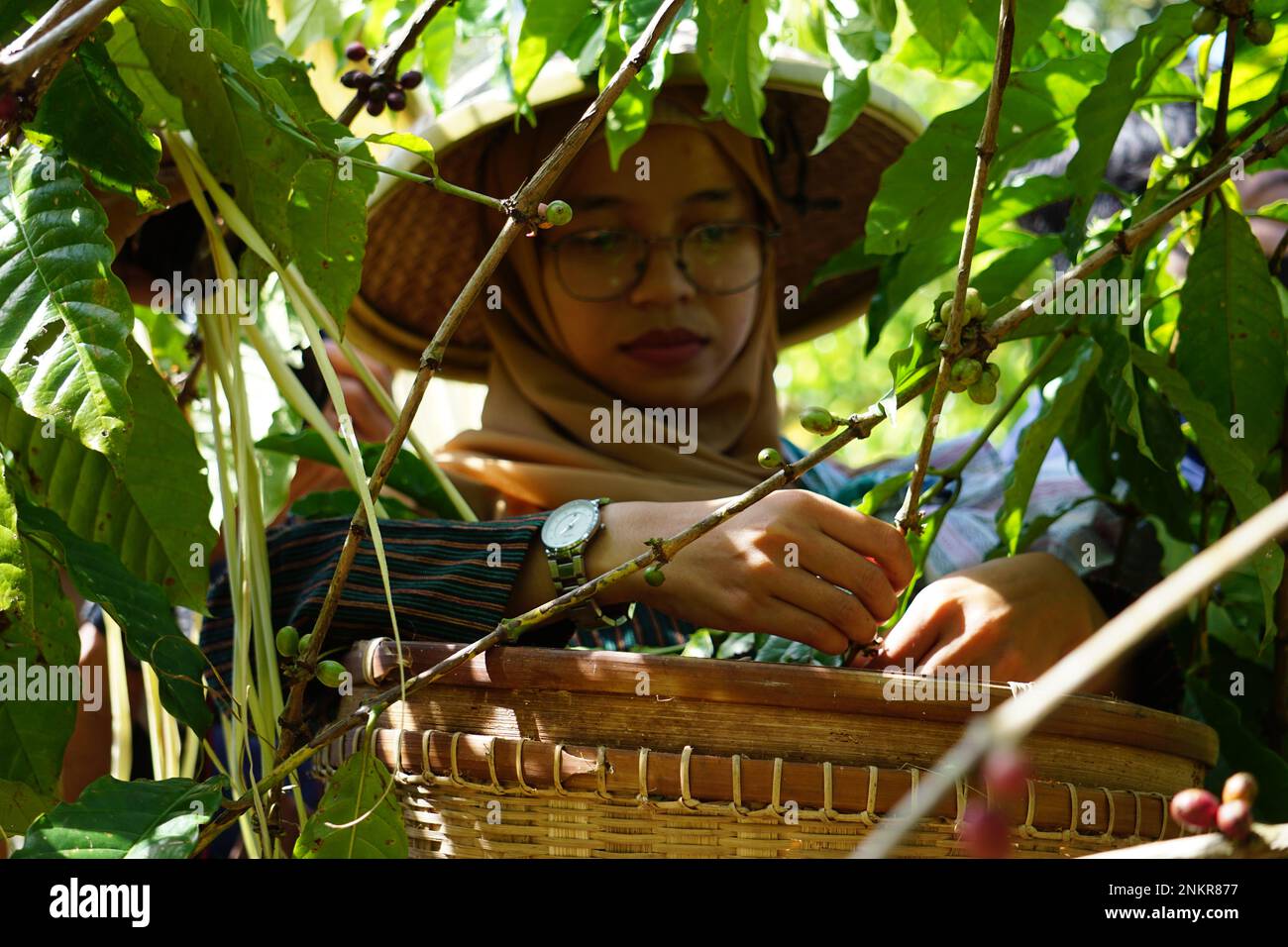 Harvesting Coffee at the ceremony of manten kopi (Coffee marriage). Manten Kopi is one of the ...