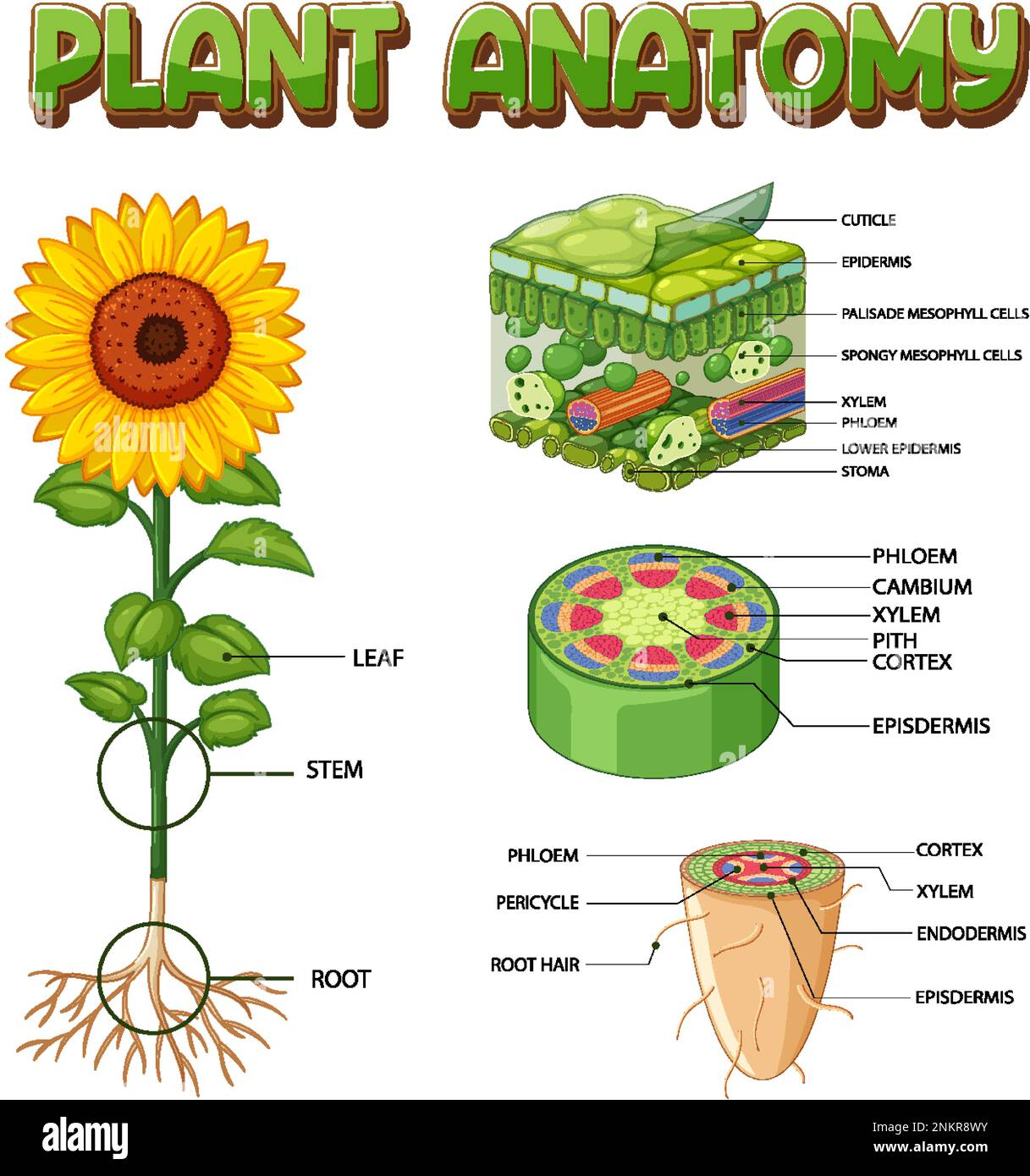 Internal structure of plant diagram illustration Stock Vector Image ...