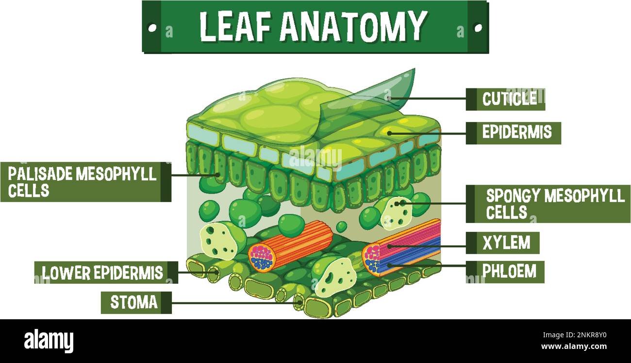 Internal structure of leaf diagram illustration Stock Vector Image ...
