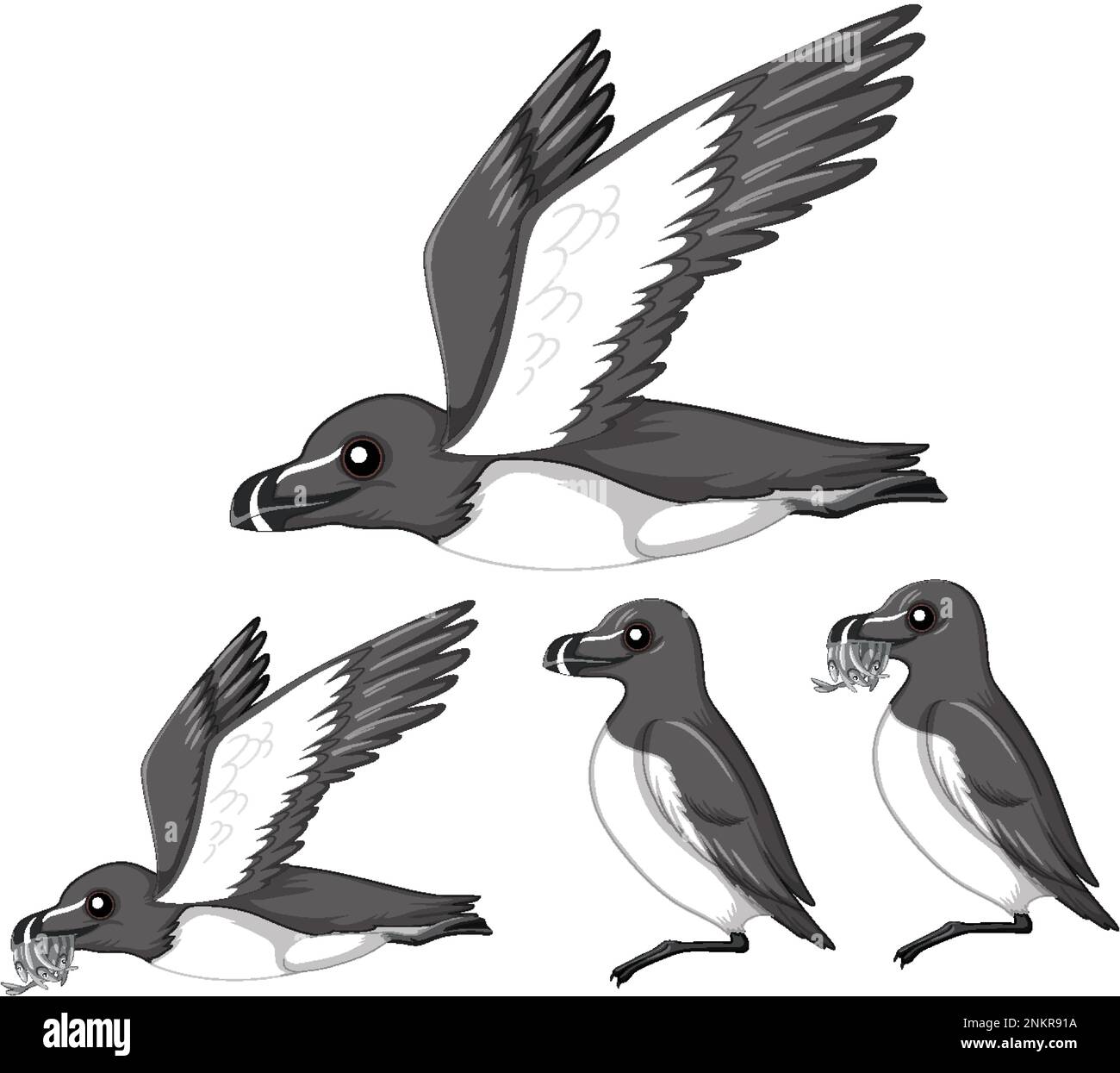 Magpie birds in cartoon style illustration Stock Vector Image & Art - Alamy