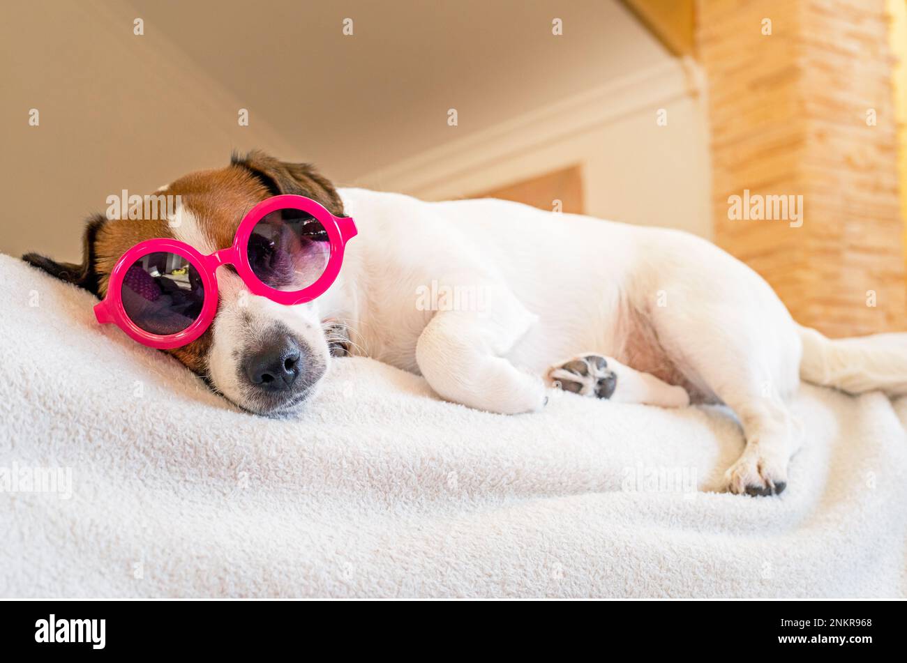tired jack russell terrier in pink sunglasses resting on the couch ...