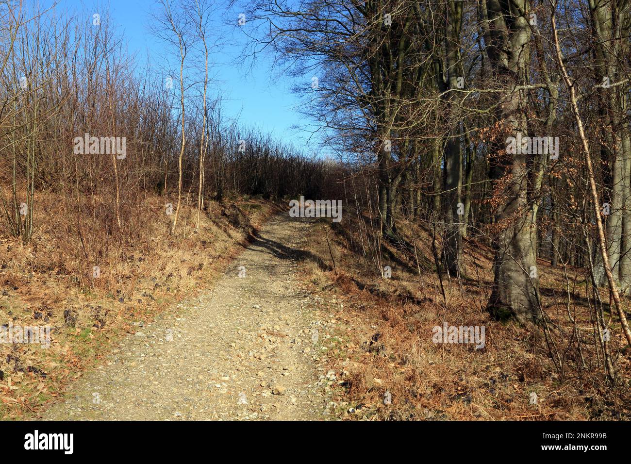 The North Downs Way long distance footpath through Kings Wood, Challock ...