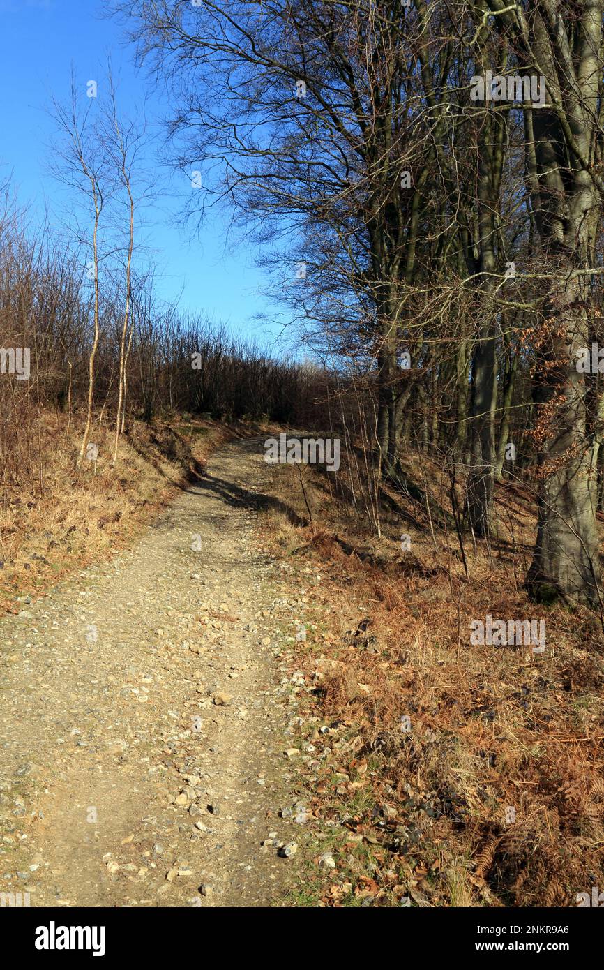 The North Downs Way long distance footpath through Kings Wood, Challock ...