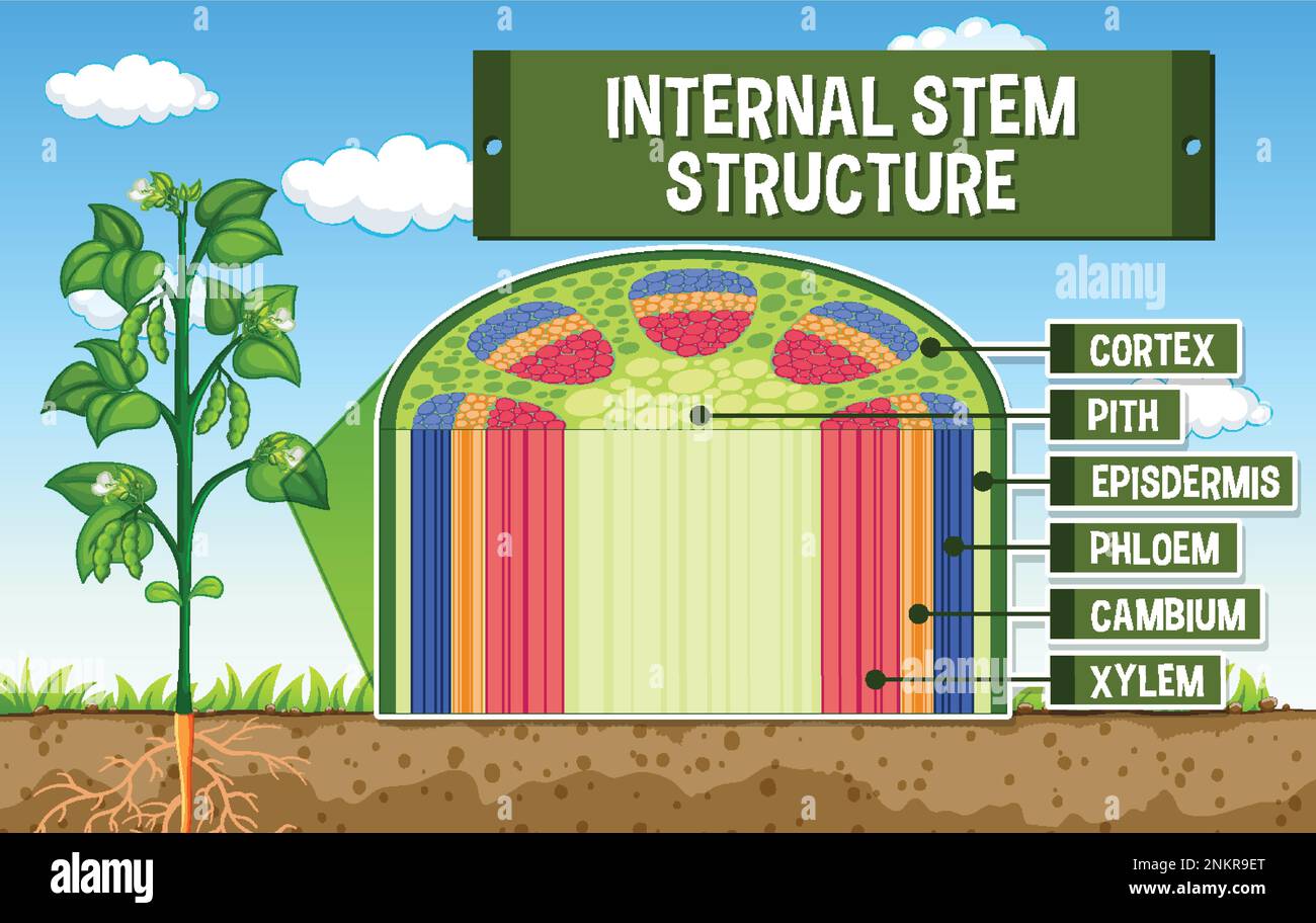 Internal structure of stem diagram illustration Stock Vector Image ...