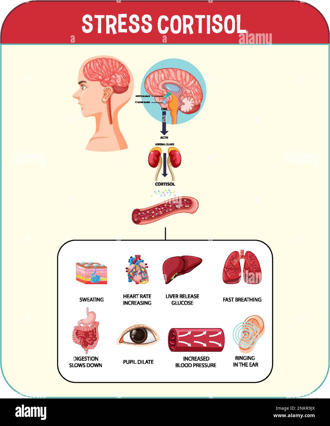Stress response system scheme illustration Stock Vector Image & Art - Alamy